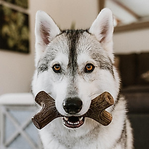 Lumabone Real Bacon Medium 3-Pack Durable Dog Chew Toys for Aggressive Chewers, Made in USA & Real Bacon 3-Pack Dog Toys for Aggressive Chewers,Wishbone, Dental Chew, Ring Bacon Medium