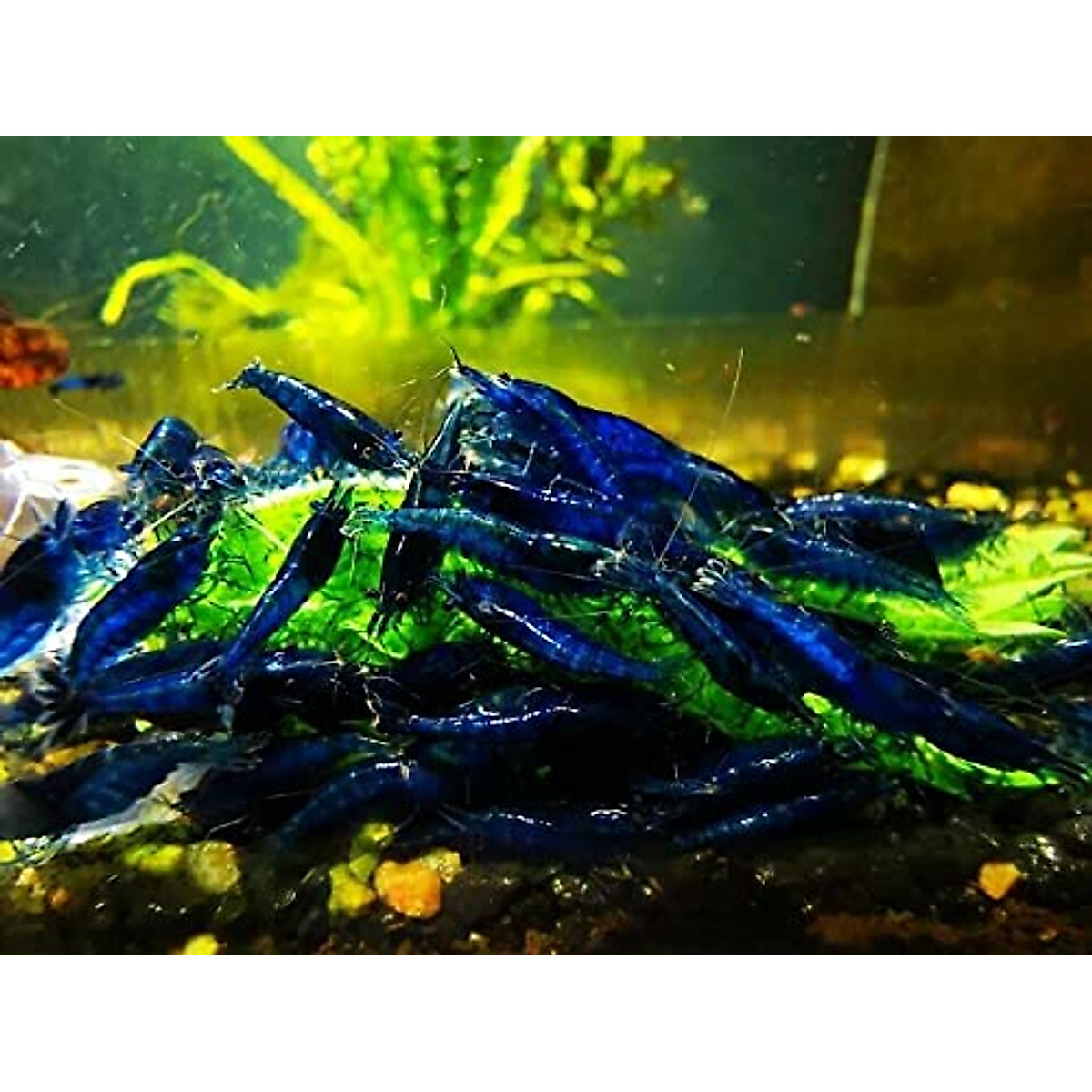 Blue Dream Shrimps Live Freshwater Shrimp Aquarium Neocaridina Inverts RCS (10 Shrimps (+2))
