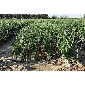 Waveliker Yellow Onion Seeds 300Pcs Spring Sweet Candy Onions Heirloom Vegetable Non-GMO Organic Garden Seed USA Seed Plants of Onion