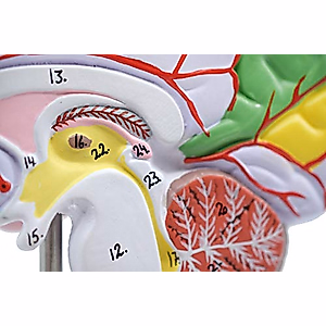 Functional Human Brain Model, Cross Section - 1/2 Size - Color Coded & Numbered with Key Card - Includes Mount - Eisco Labs