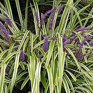 CHUXAY GARDEN 10 Seeds Liriope Muscari Seeds,Blue Lily Turf,Monkey Grass, Liriope Platyphylla,Ophiopogon Graminifolius Seed New Lawn Landscaping Rocks Ground Cover Easy Grow