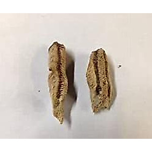 1 - Carolina Praying Mantis Egg Case - Collected in USA. - Garden and Greenhouse Bug Eaters