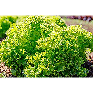 Green Ice Leaf Lettuce Seeds for Planting, 1000+ Heirloom Seeds Per Packet, (Isla's Garden Seeds), Non GMO Seeds, Botanical Name: Lactuca Sativa, Great Home Garden Gift
