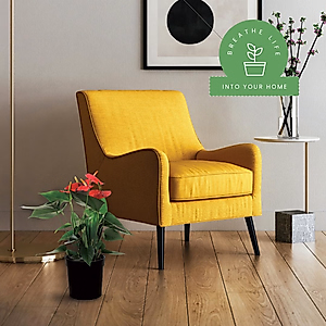 American Plant Exchange Anthurium Plant, 6-Inch Pot, Live Indoor Houseplant, Easy Care Flowering Houseplant, Home and Office Décor, Red Flowers