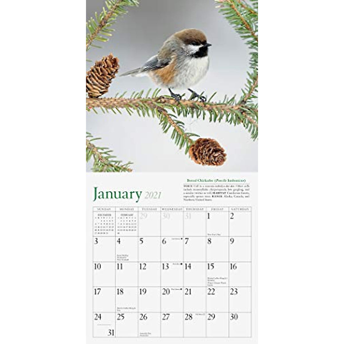 Audubon Songbirds Mini Wall Calendar 2021
