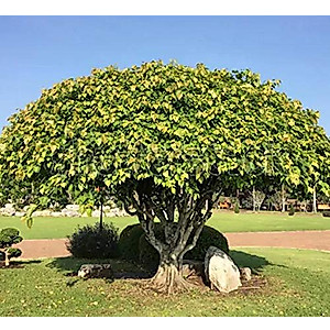 Sacred Fig Bonsai Tree Seeds - 25+ Seeds - Ficus Religiosa, Sacred Ficus Tree Seeds Ships from Iowa, Made in USA