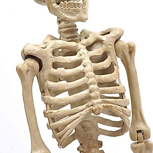 e Crafty 16" Halloween Skeleton,Full Body Skeleton with Posable Movable Joints for Haunted House Props Decorations