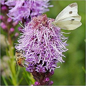 Seed Needs, Large 2.1 Ounce Package of 30,000+ All Perennial Wildflower Seed Mixture for Planting (99% Pure Live Seed Butterfly Attracting - NO Filler) 16 Species Varieties Perennial - Bulk