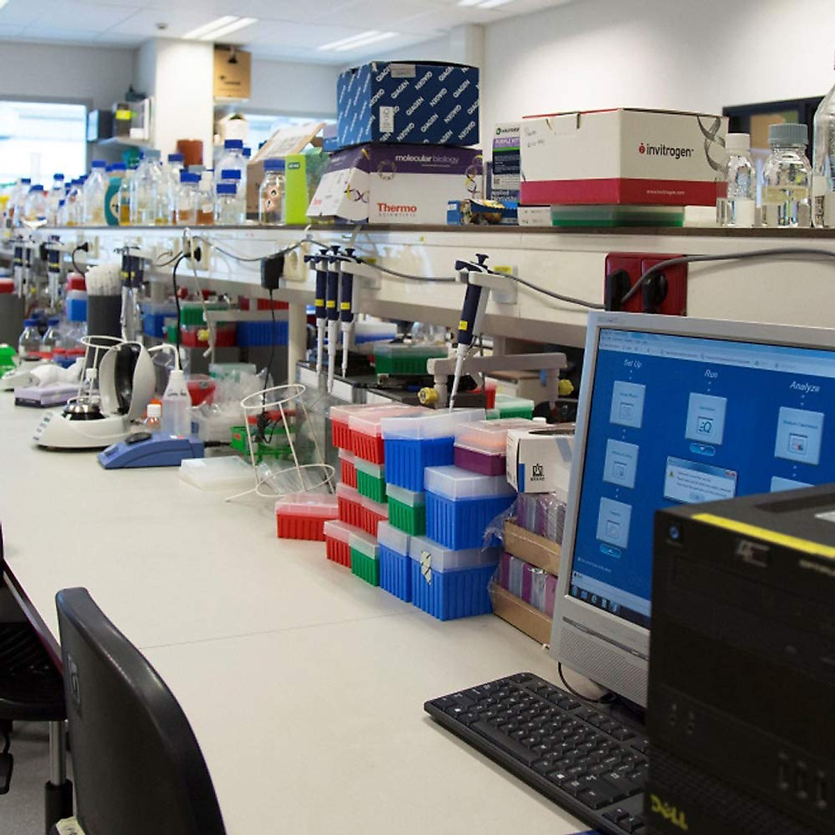 American True Morel Mushroom (Morchella Americana) Liquid Culture Syringe Sample for Mushroom Cultivation Growing on Grain or Agar