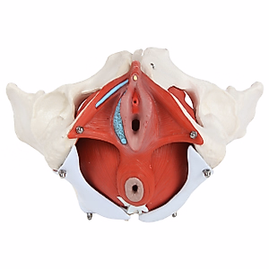 Axis Scientific Anatomy Model of Female Pelvis, Pelvic Floor Muscles and Reproductive Organs | Removable Organs Include Uterus, Colon and Bladder | Includes Product Manual