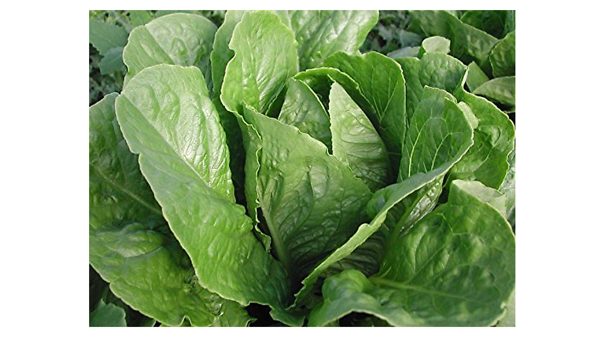 Parris Island Romaine Lettuce Seeds - 1,000+ Count