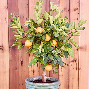 YEGAOL Garden 30Pcs Dwarf Washington Navel Orange Tree Seeds Non-GMO Fragrant Sweet Juicy Fruit Seeds Container Home Garden