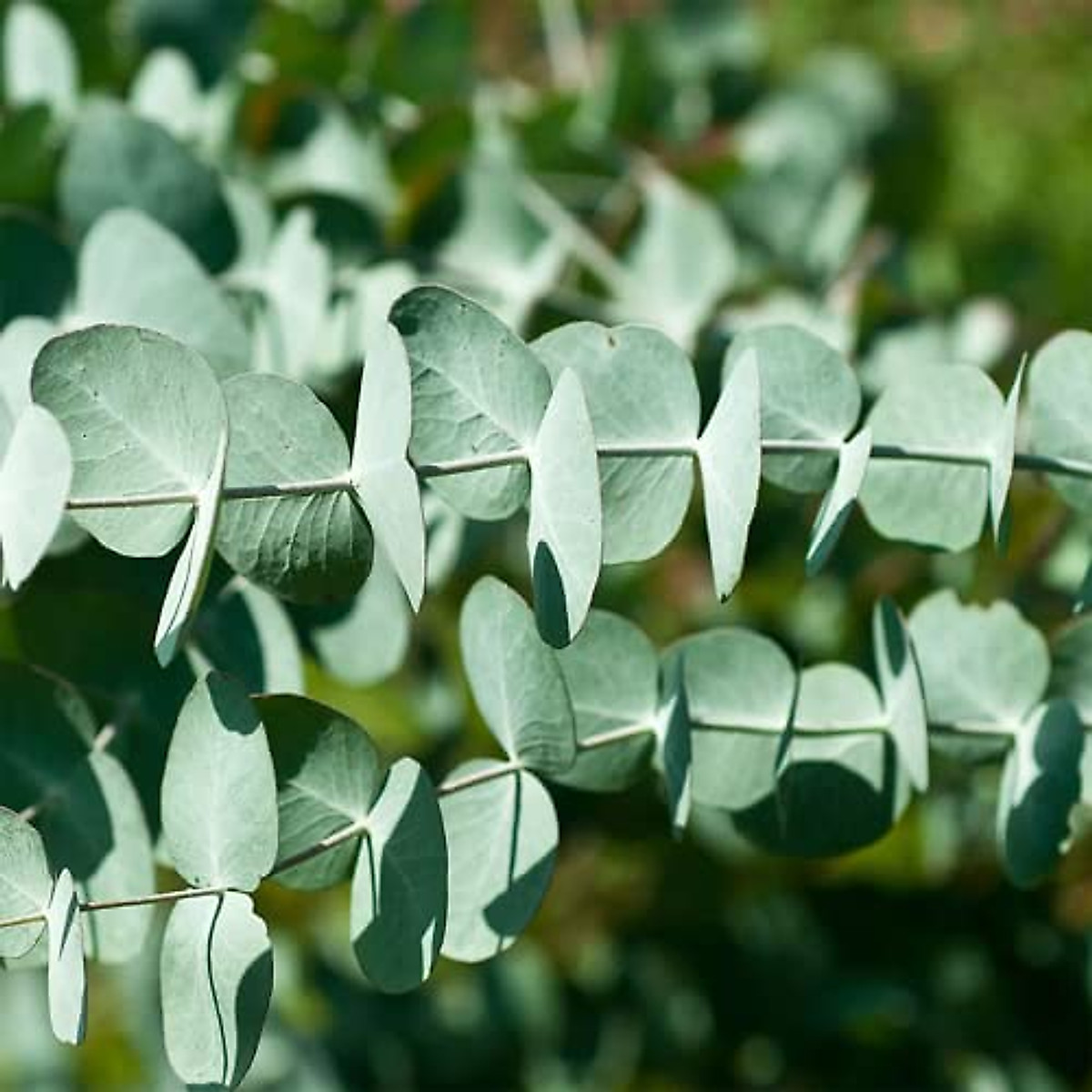 Eucalyptus Cinerea Seeds Silver Dollar Eucalyptus Distinctive Round, Silvery-Blue Leaves Fast-Growing Drought-Tolerant Adds Unique and Attractive Element to Gardens Landscapes 25Pcs by YEGAOL Garden