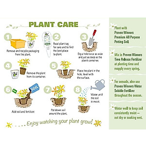 4.25 in. Eco+Grande, Blue My Mind® Dwarf Morning Glory (Evolvulus) Live Plant, Blue Flowers