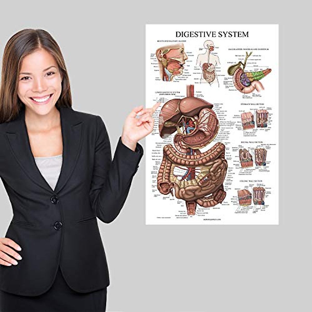 Palace Learning Digestive System & Respiratory System Anatomy Posters - Laminated 2 Chart Set - 18" x 24" (Digestive/Respiratory)