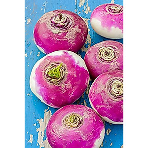TKE Farms - Purple Top Turnip Seeds for Planting, 12 Grams ~ 5000 Seeds, Brassica rapa
