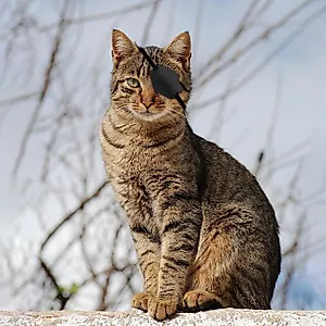 YeeBeny Cat Eye Patch, Eye Patch for Cats After Surgery Wounds, Adjustable Cats Eye Cover for Cat Eye Shield for Small Cats Pack of 2