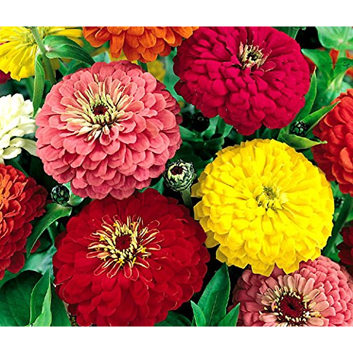 Dahlia Flowered Zinnia Mix Flower Seeds for Planting, 500+ Heirloom Flower Seeds Per Packet, (Isla's Garden Seeds), Non GMO Seeds, Scientific Name: Zinnia elegans, Great Home Garden Gift