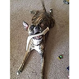 XL Deer Antler Dog Chew - Extra Large, Jumbo, for Large Dogs and Puppies Who are Aggressive Chewers