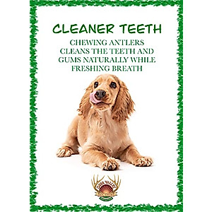Deer Valley Dog Chews - Single Split Antler Chews (Large Size, 6-8 Inches Long) All Natural Dental Treat for Teething and Chewing - Premium Grade, Naturally Shed, USA (Single)