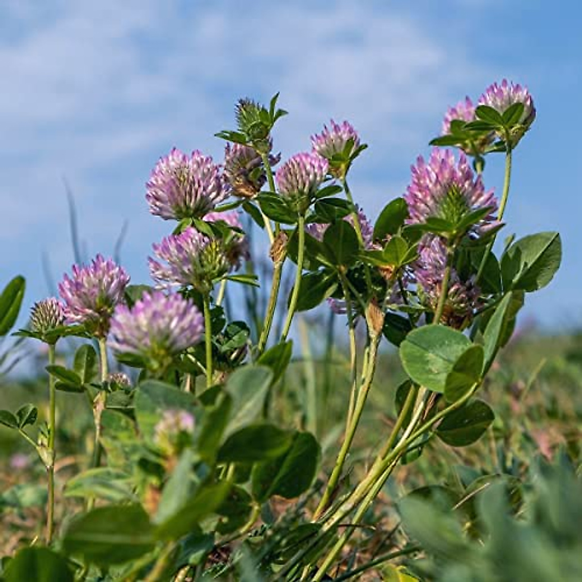 Todd's Seeds Red Clover Seeds, Non-GMO, Chemical Free, High Germination (1/4 Pound)
