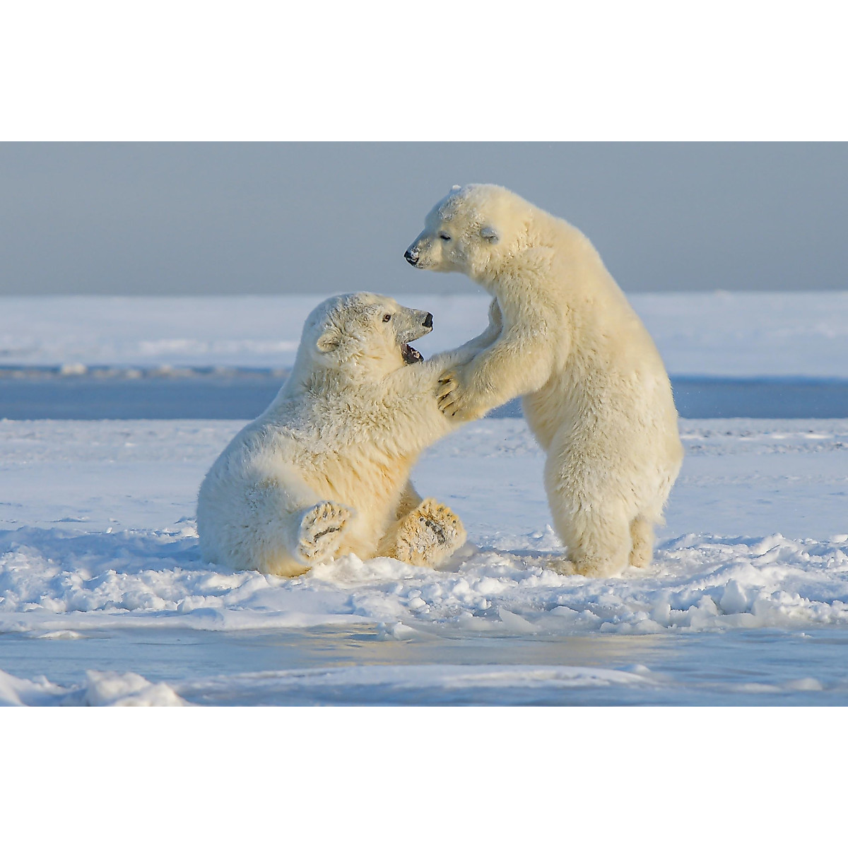 Fahlo Polar Bear Tracking Bracelet, Elastic, supports Polar Bears International, one size fits most for Men and Women