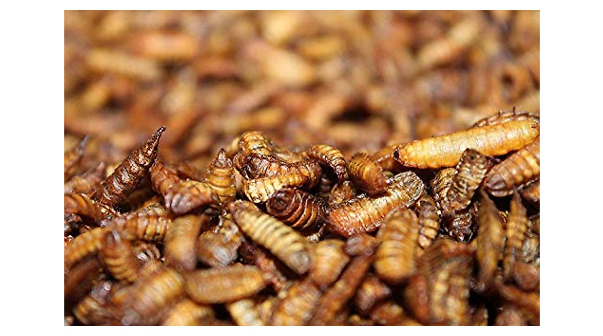Hexafly Wild Bird Feed - Nutrient-Rich Worms (100g)