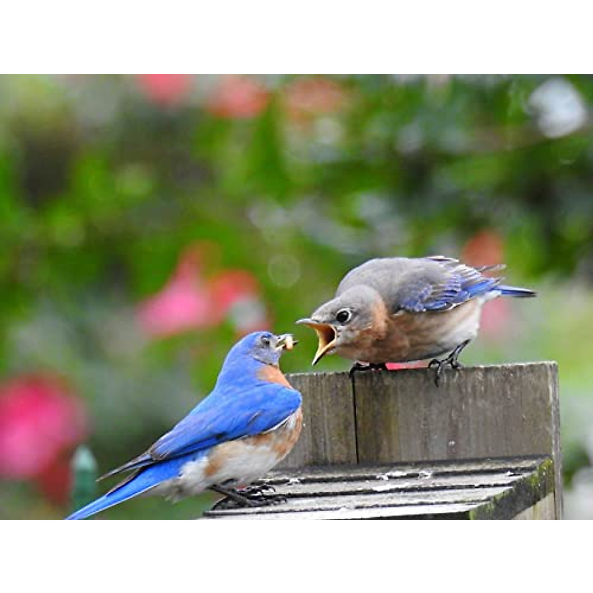 Hana Panda 100% Natural Dried mealworms High Protein Mealworms for Wild Birds, Chicken Treats, Fish & Reptiles,Hamsters and Hedgehogs All Natural Animal Feed