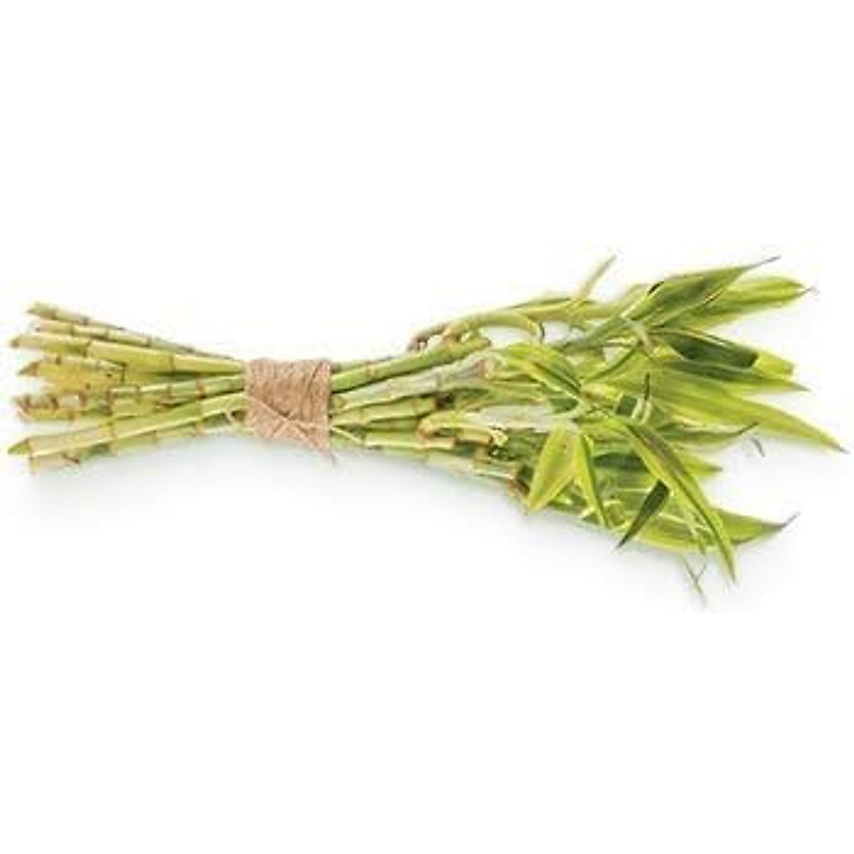 Human+Kind Body Scrub - Exfoliating, Hydrating Body Polish that Scrubs Away Dead Skin Cells - Clarifying Treatment for Soft, Smooth Skin with Bamboo Extract Beads - Vegan and Cruelty Free - 6.76 oz