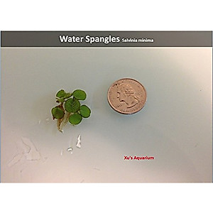 G’z Aquarium Floating Plants Package #1, 12 Amazon Frogbit, 12 Dwarf Water Lettuce, 12 Water Spangles