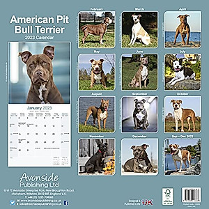 American Pit Bull Terrier Calendar - Dog Breed Calendars - 2022 - 2023 wall calendars - 16 Month by Avonside