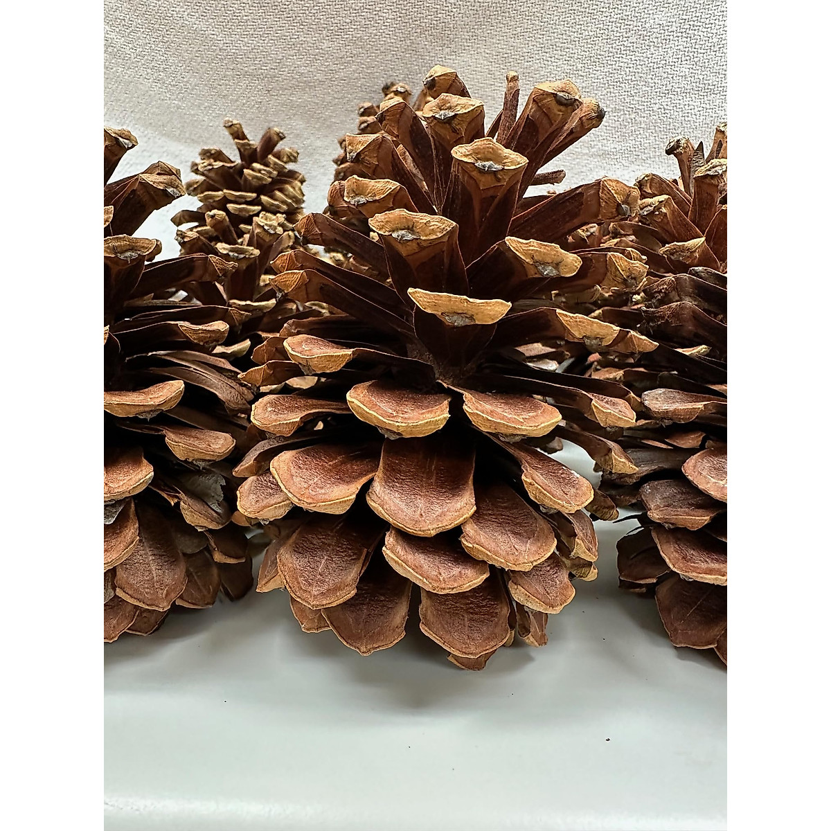 18-Pack Extra-Large (5 to 7 inch) Long Leaf Pine Cones for Decorating Home, Tables, Vase Fillers, Corporate Events, Crafts, Birdfeeders, Natural Pine Cone Holiday Ornaments. (unscented)