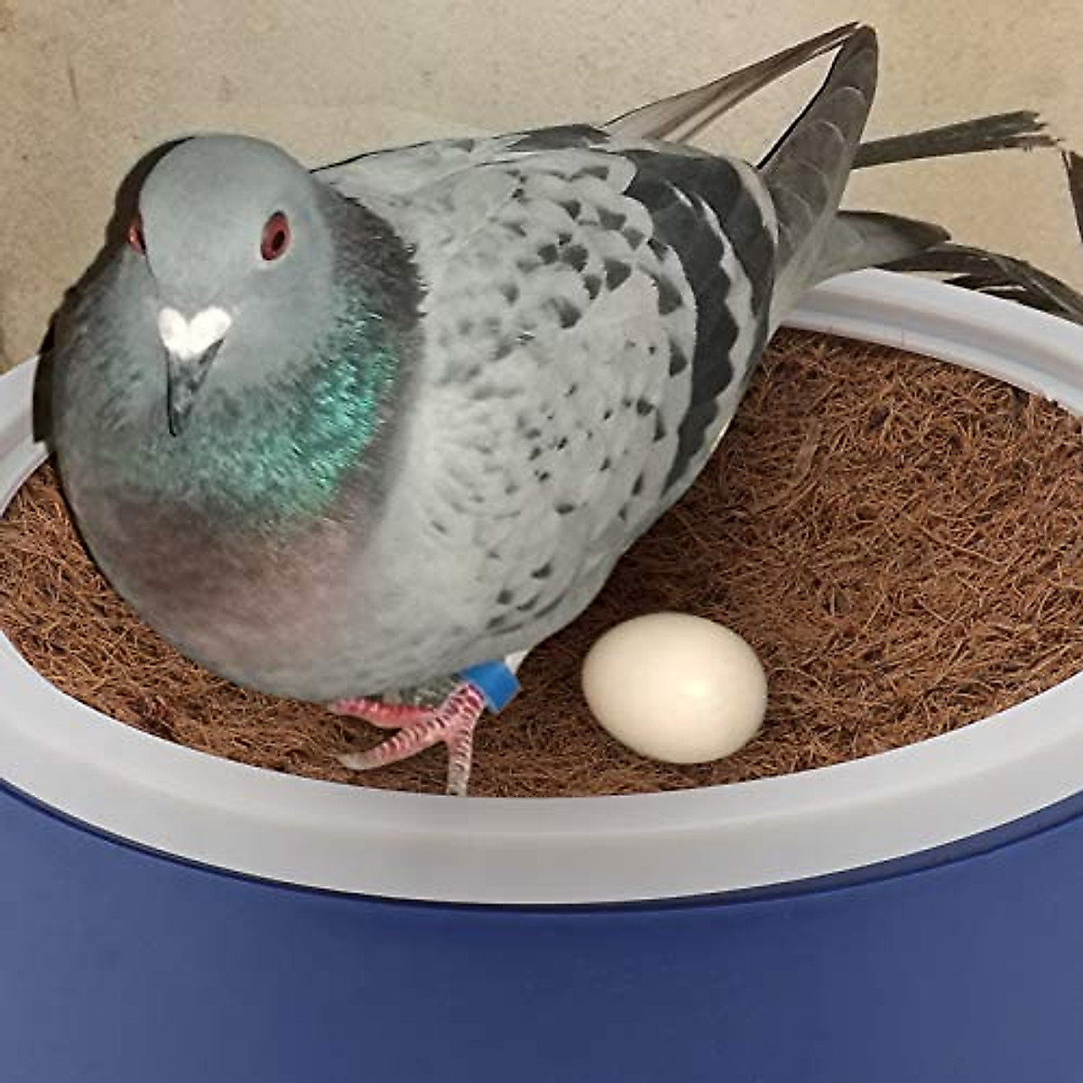 DOITOOL Plastic Bird Nest 2 Set Bird Breeding Nest Pigeon Hatching Box Hand Woven Pet Bird Breeding Nest Cage for Pigeon Parrot Cockatiel Parakeet Hummingbird Pigeon Breeding Bowl