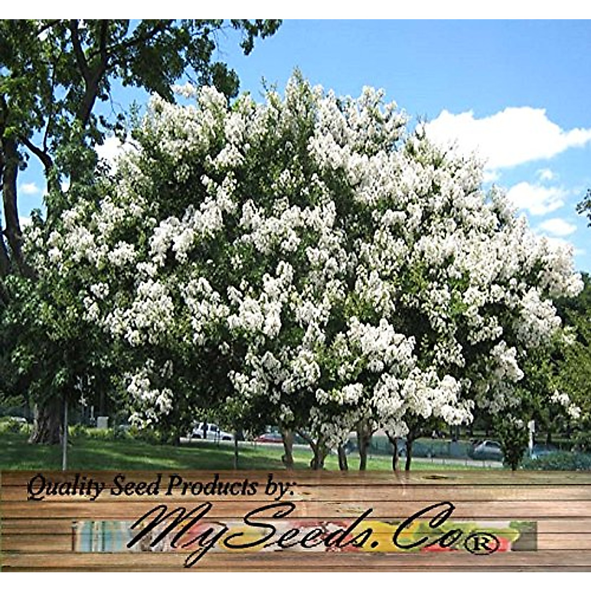 Big Pack - (1,000) Crape Myrtle Mix, Lagerstroemia Indica Tree Seeds - by MySeeds.Co (Big Pack - Crape Myrtle)
