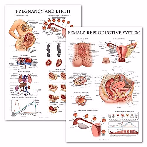 2 Pack - Female Reproductive Anatomy Poster + Pregnancy and Birth Anatomy Chart - Laminated