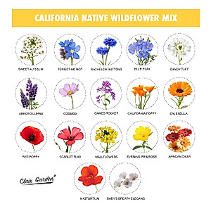 California Wildflower Mix - 10,000 Seeds - 17 Varieties - No Fillers, Open Pollinated and Non GMO, Perennial and Annual Garden Flowers, Attracts Bees and Butterflies