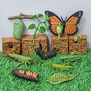 12PCS Life Cycle Figurines Toy Set of Butterflies Grasshoppers and Plants Figures Preschool Toys Kit Science and Educational Auxiliary Toys Cake Toppers Party Favors for Kids Toddlers Boys and Girs