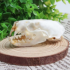 Acxico 1Pcs Mink Skulls Skull Specimen Animal Bone Specimen Gifts Skulls