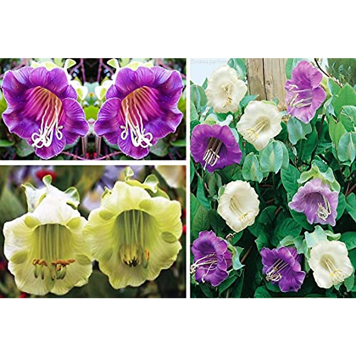 Seeds Cathedral Bellx Mix Cup and Saucer Vine (Cobea) Flowers Beautiful Hanging Annual Garden for Planting Non GMO