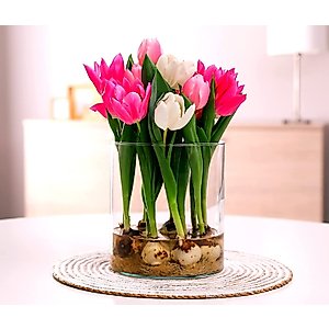 Pre-Chilled Tulip Bulbs for Forcing - Grow Indoors in Just Water - Mixed Color - Easy to Grow - Vase Not Included - Prechilled Indoor Bulbs (10 Bulbs)