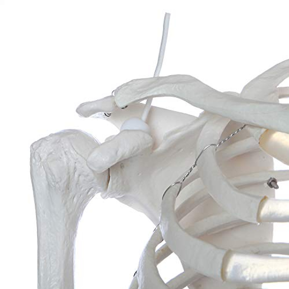 Axis Scientific Flexible Life-Size Skeleton Anatomical Model, Bundle ...