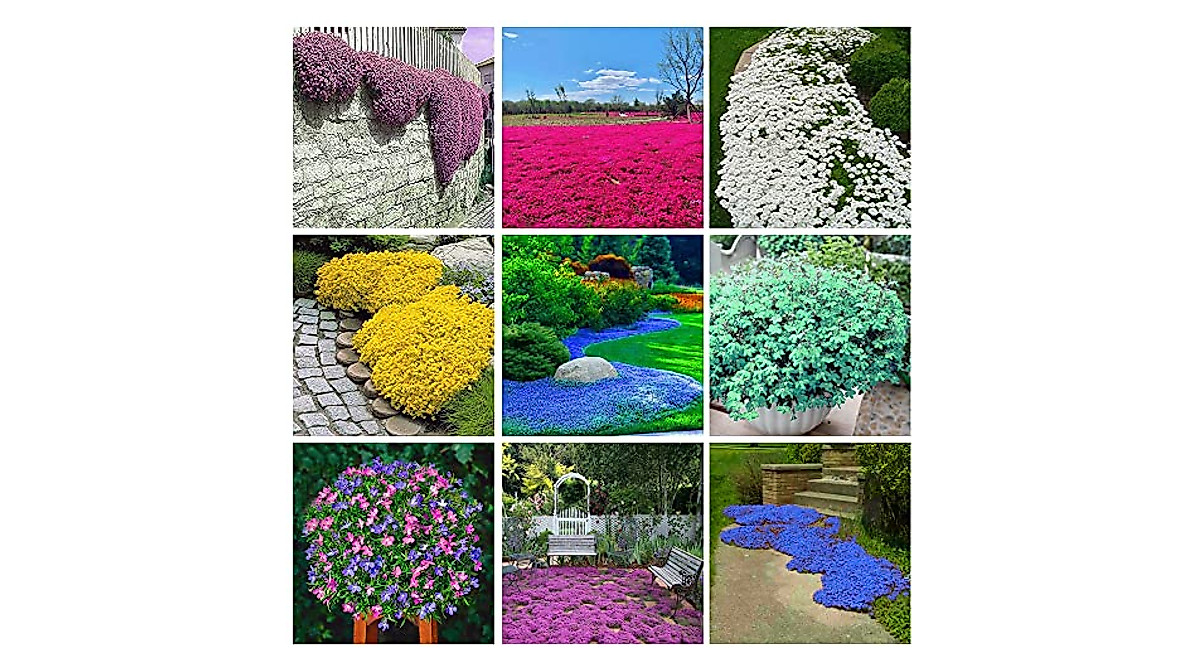 3000+ Mix Creeping Thyme Seeds | Easy Ground Cover & Pollinator