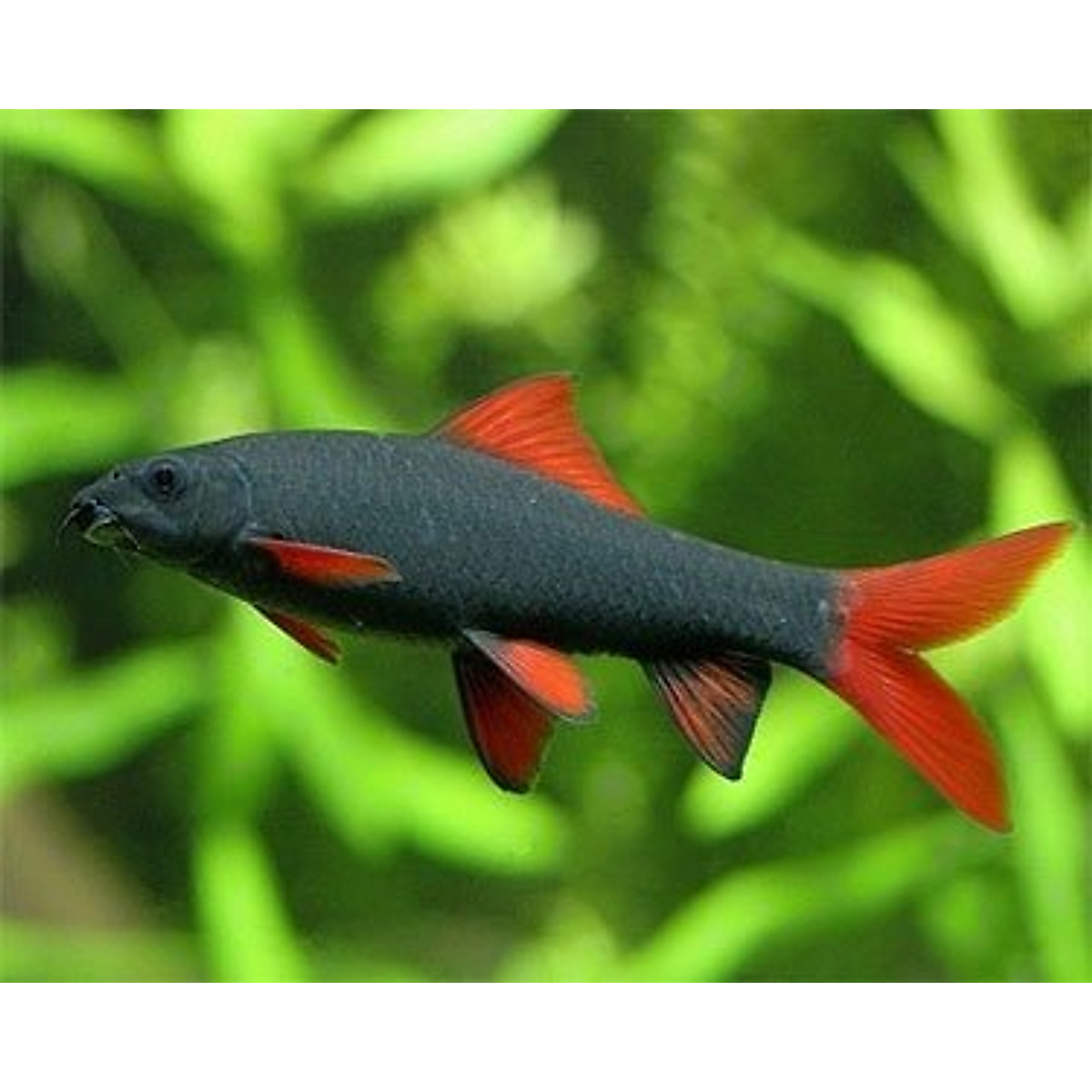 Aquarium Plants Discounts Rainbow Shark 2" - Freshwater Live Tropical Fish