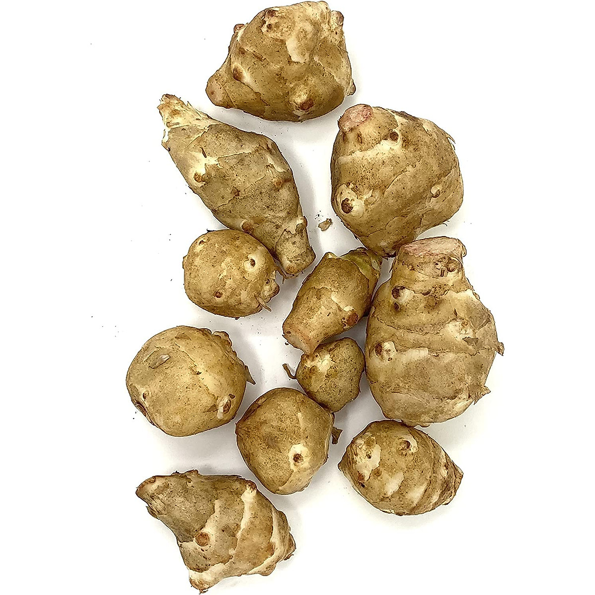 Sunchokes by Greenhouse PCA | 6 Live Jerusalem Artichoke Tubers | Fresh Sunchoke Bulbs for Eating or Planting