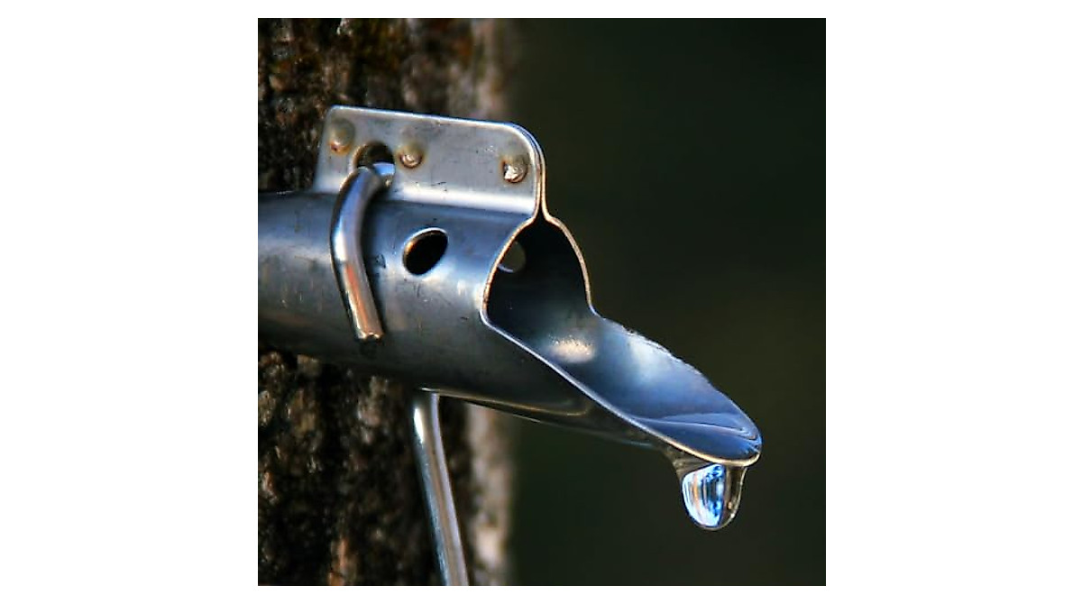 Maple Syrup Tree Tapping Kit - Easy Sap Collection