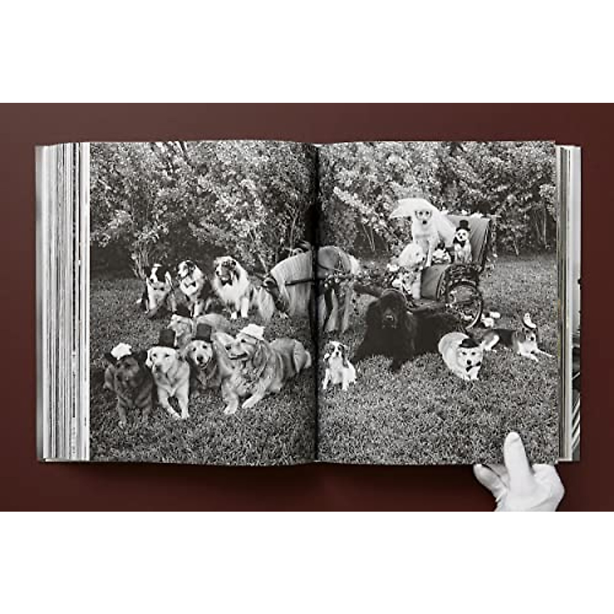 The Golden Retriever Photographic Society