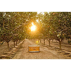 Cashews Roasted Salted 1 Lb. Bag, Kosher