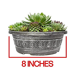 Live Sempervivum Planter Bowl, Sempervivum Succulents Plants, Hens and Chicks Succulent Plants, Sempervivum Plants Succulent Planter, Mini Succulents Plants Hens and Chicks Planter by Plants for Pets