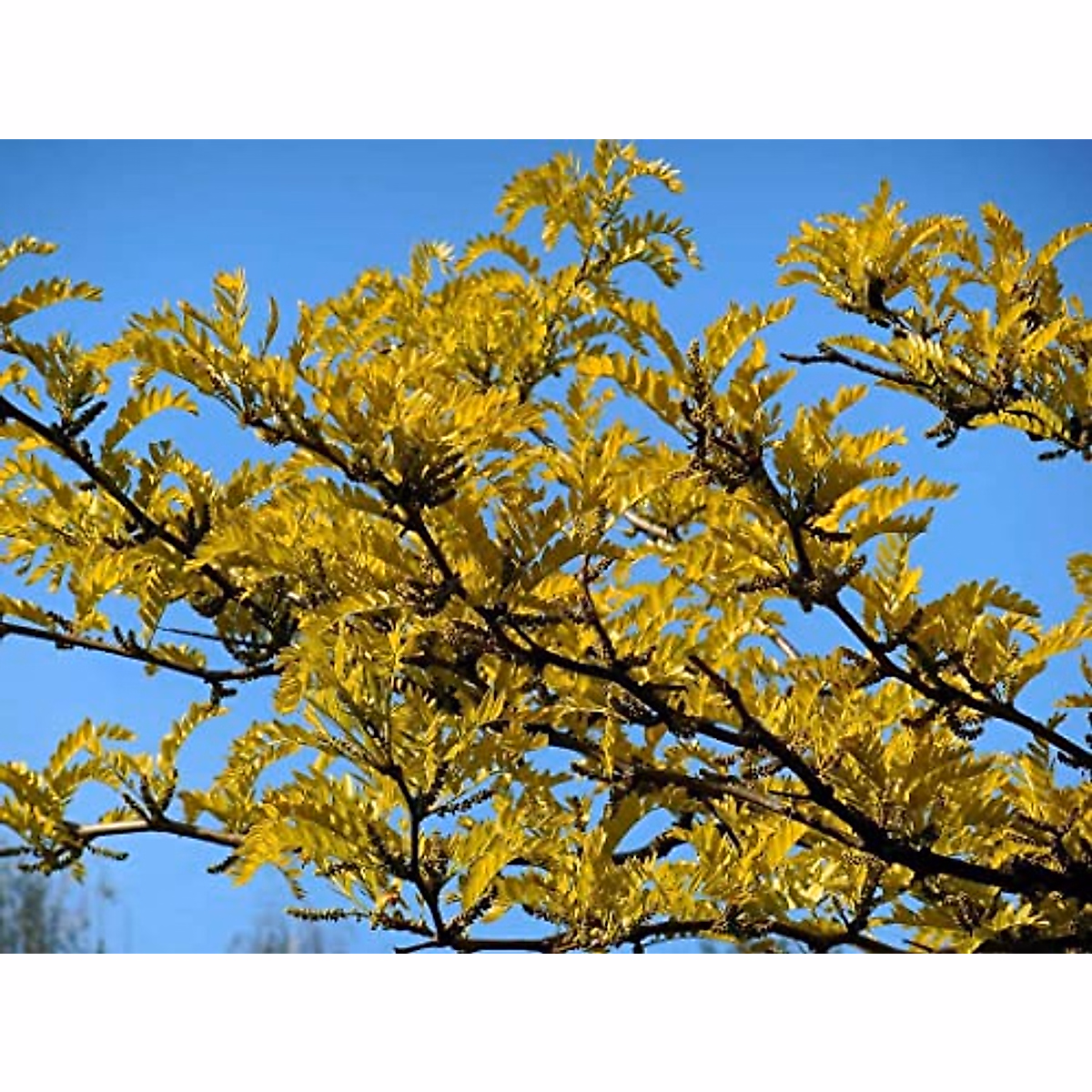 Honey Locust Tree Live Plant, 2-3' Tall Plant, Fast Growing, Tree Plant for Garden