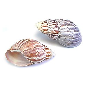 Set of 3 Extra Large Natural Japanese (Fairyland) Land Snail Shells 3" - 4" Large Hermit Crab Beach Crafts Hobby Coastal Cottage